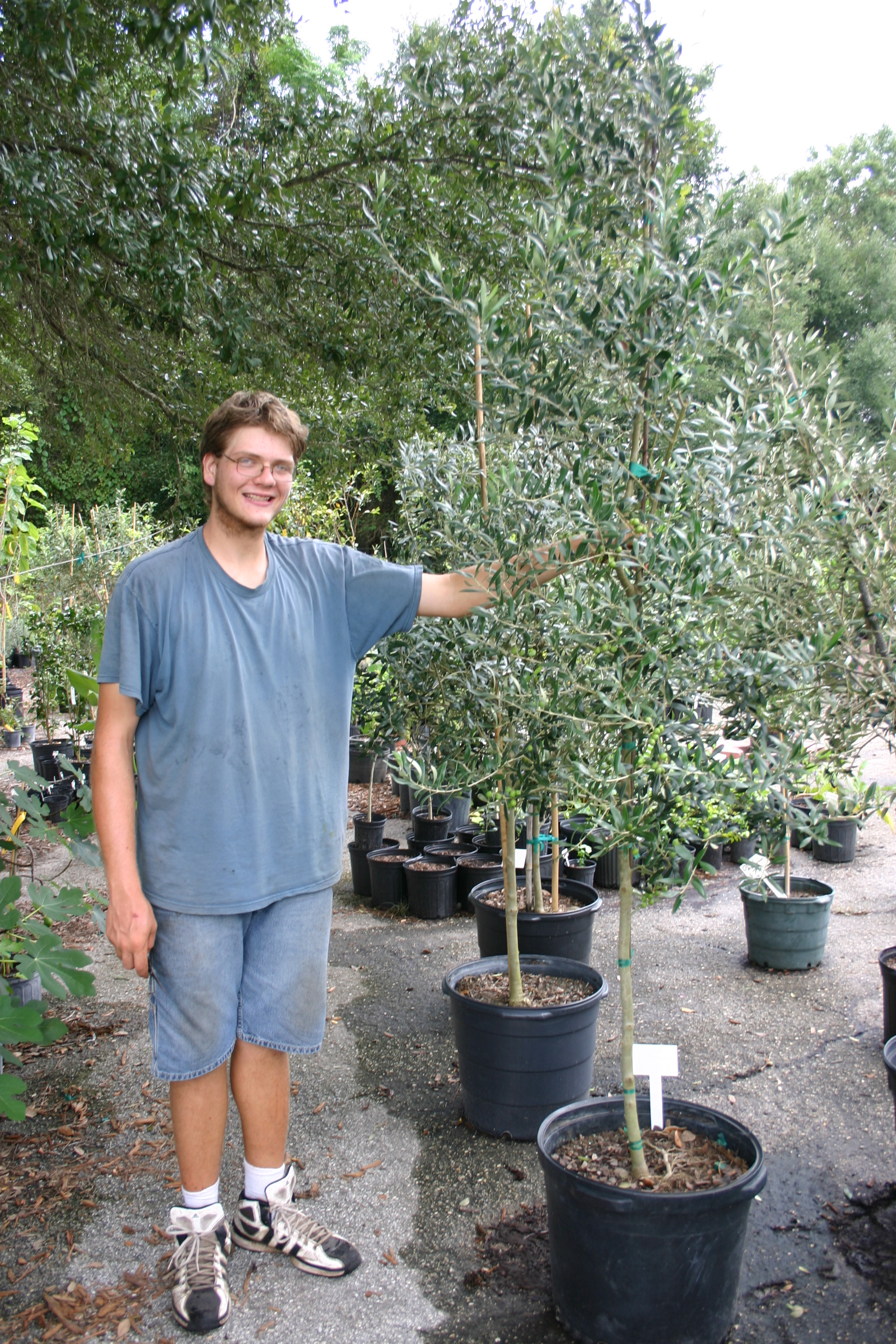 Photo Gallery – Sustainable Olive Production in Florida