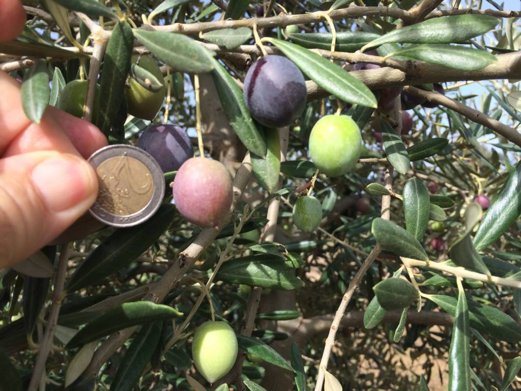 Olive Size Comparisons – Sustainable Olive Production in Florida