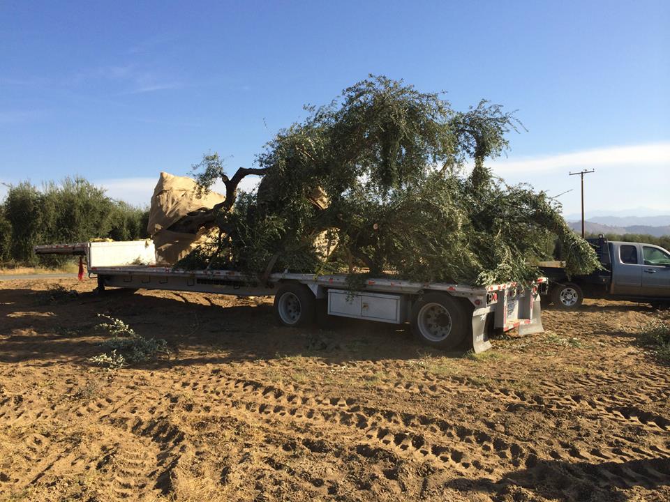 Allied Vendor List – Sustainable Olive Production in Florida