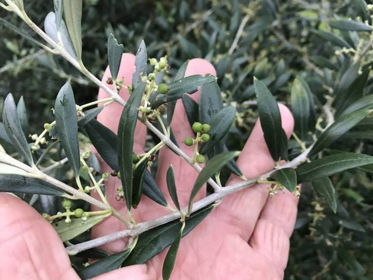 Register – Sustainable Olive Production in Florida