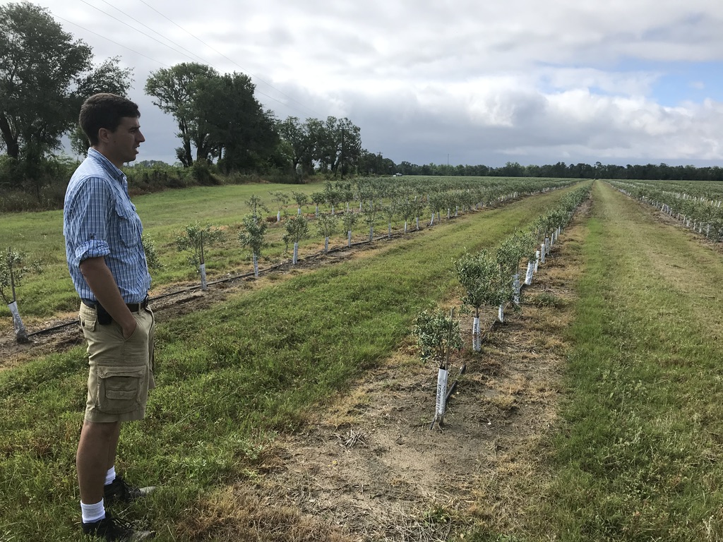Sustainable Olive Production in Florida