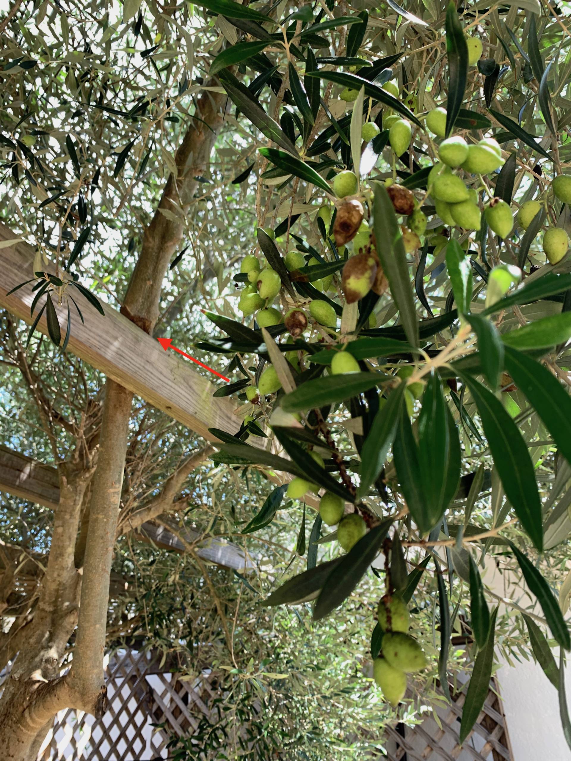 Sustainable Olive Production in Florida