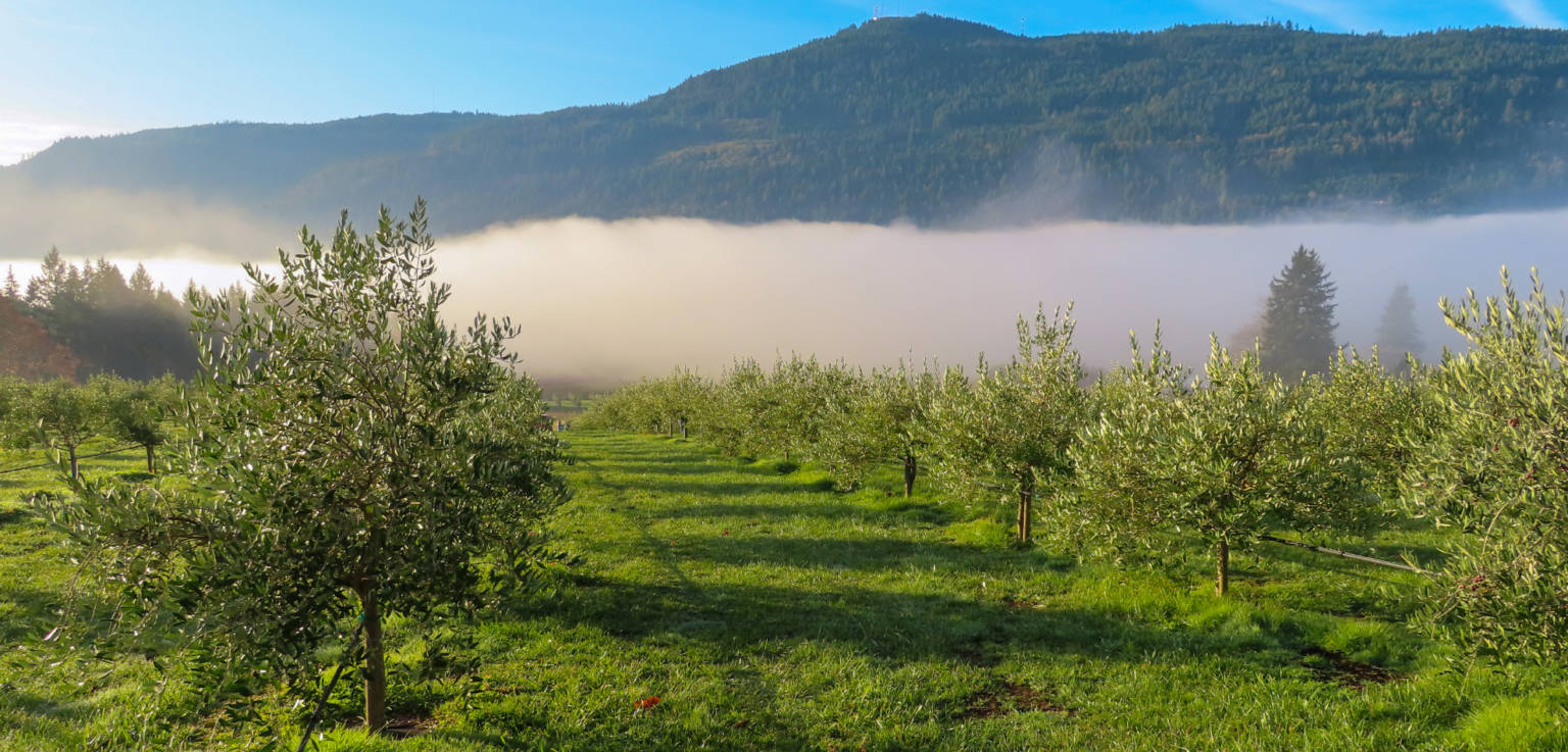 Sustainable Olive Production in Florida