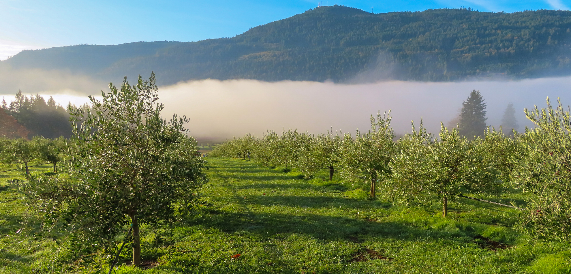 Sustainable Olive Production in Florida