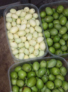 Sustainable Olive Production in Florida