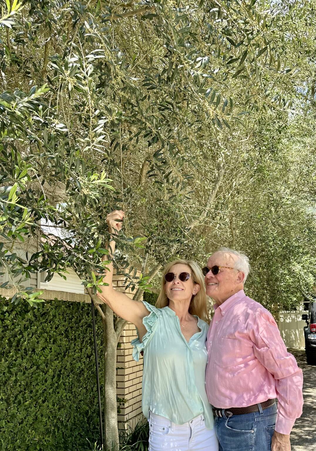 Sustainable Olive Production in Florida